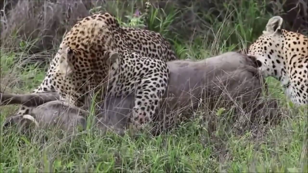 Leopard Vs Warthog The Bloody Struggle - YouTube