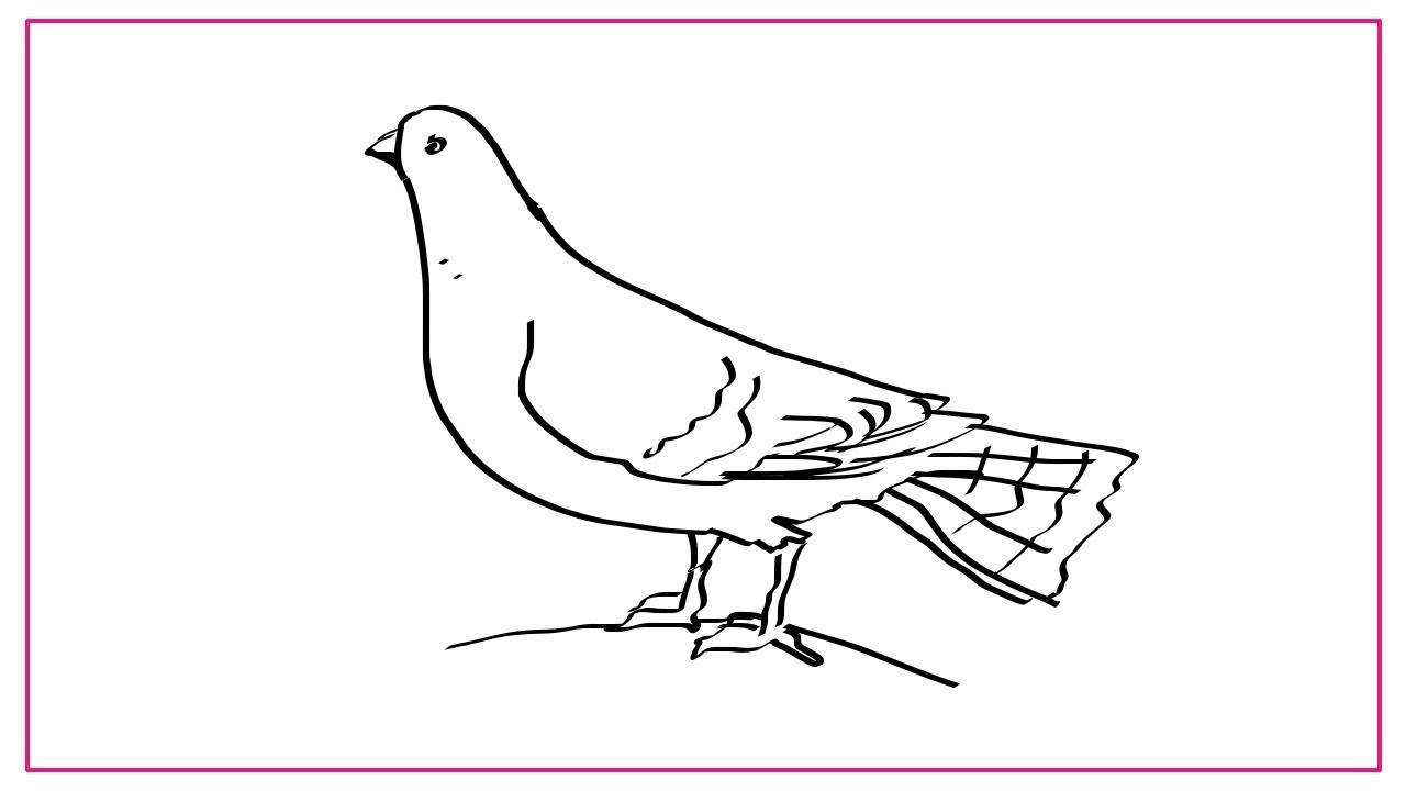 How to draw a pigeon drawing for kids - YouTube