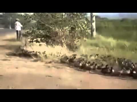 Duck Stampede.rm - YouTube