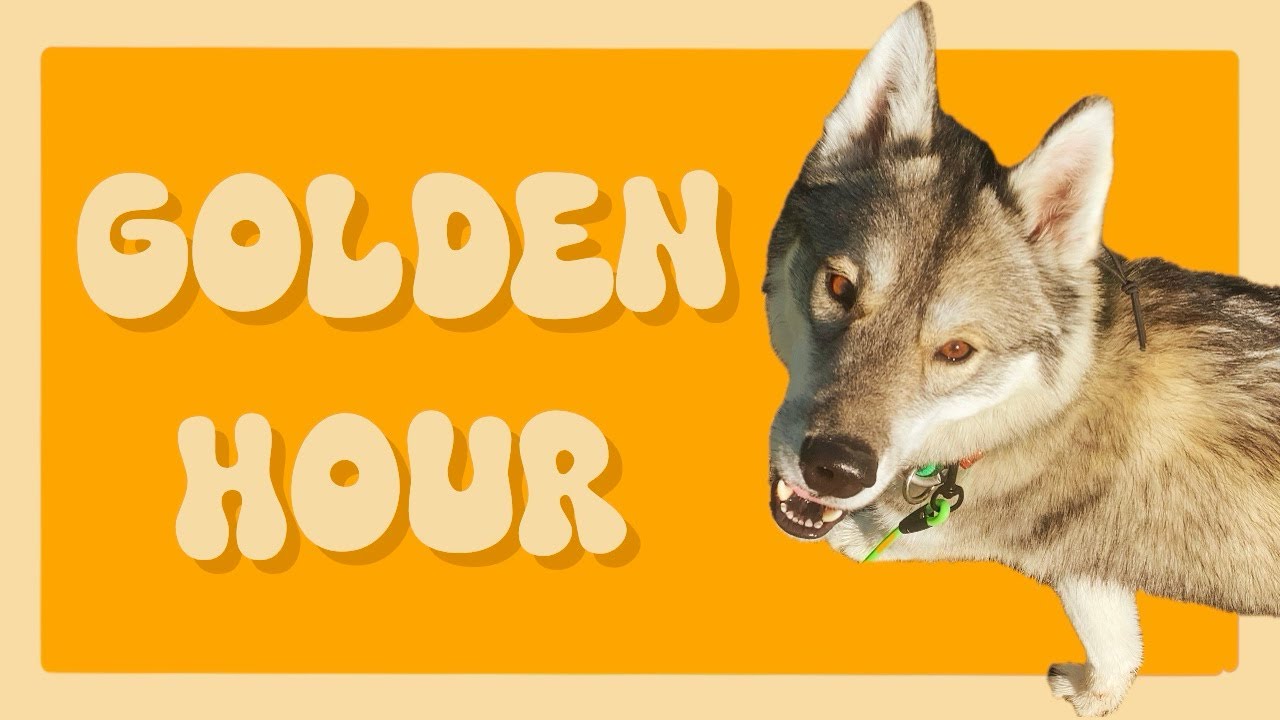 GOLDEN HOUR~dog MEP pt.8 - YouTube