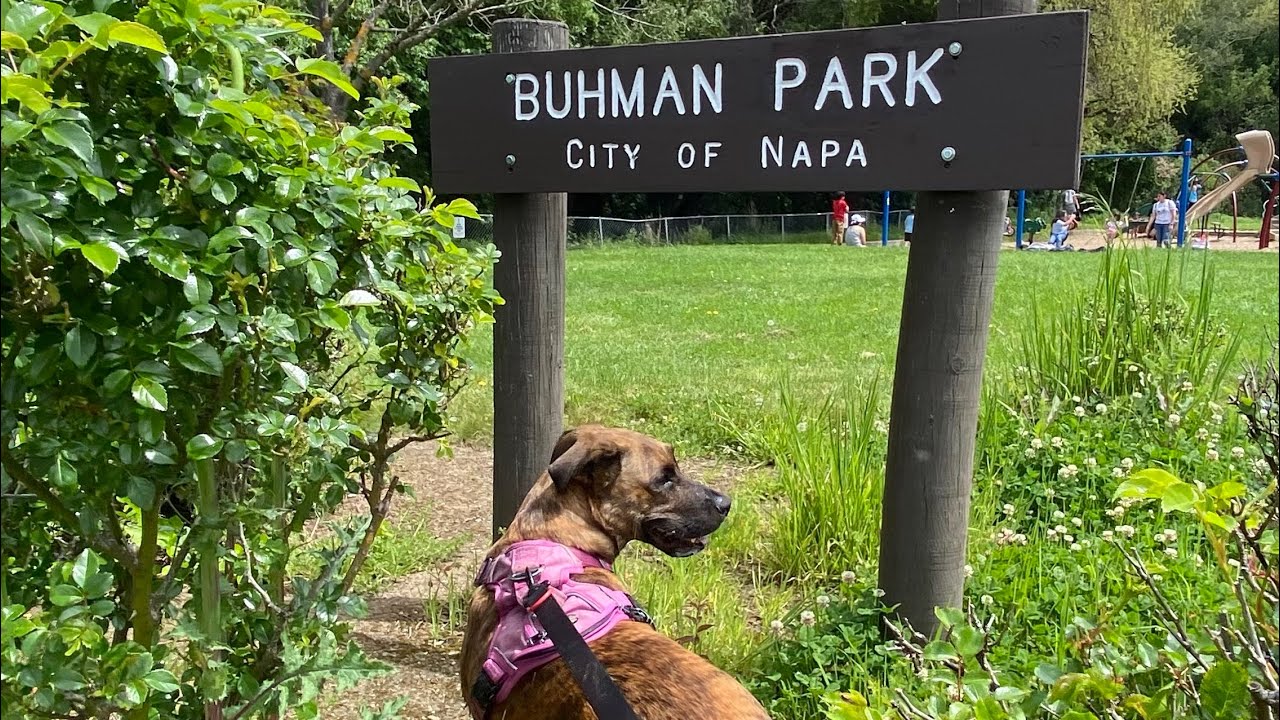 Exploring Buhman Park and Creek in Napa, California (USA) - YouTube