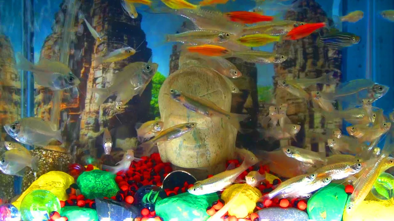 Ancient temple underwater - Ornamental fish - underwater temple ...