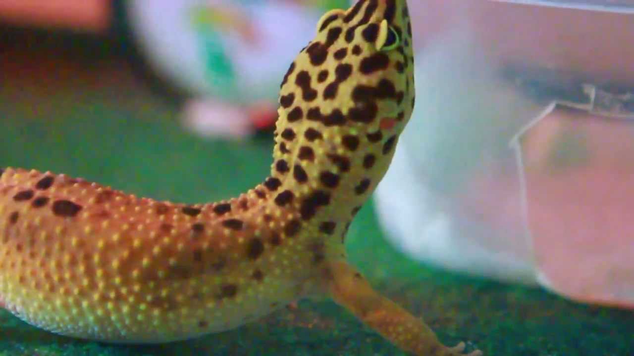 Leopard Geckos At Night - MOVIE IMG_8053 - YouTube