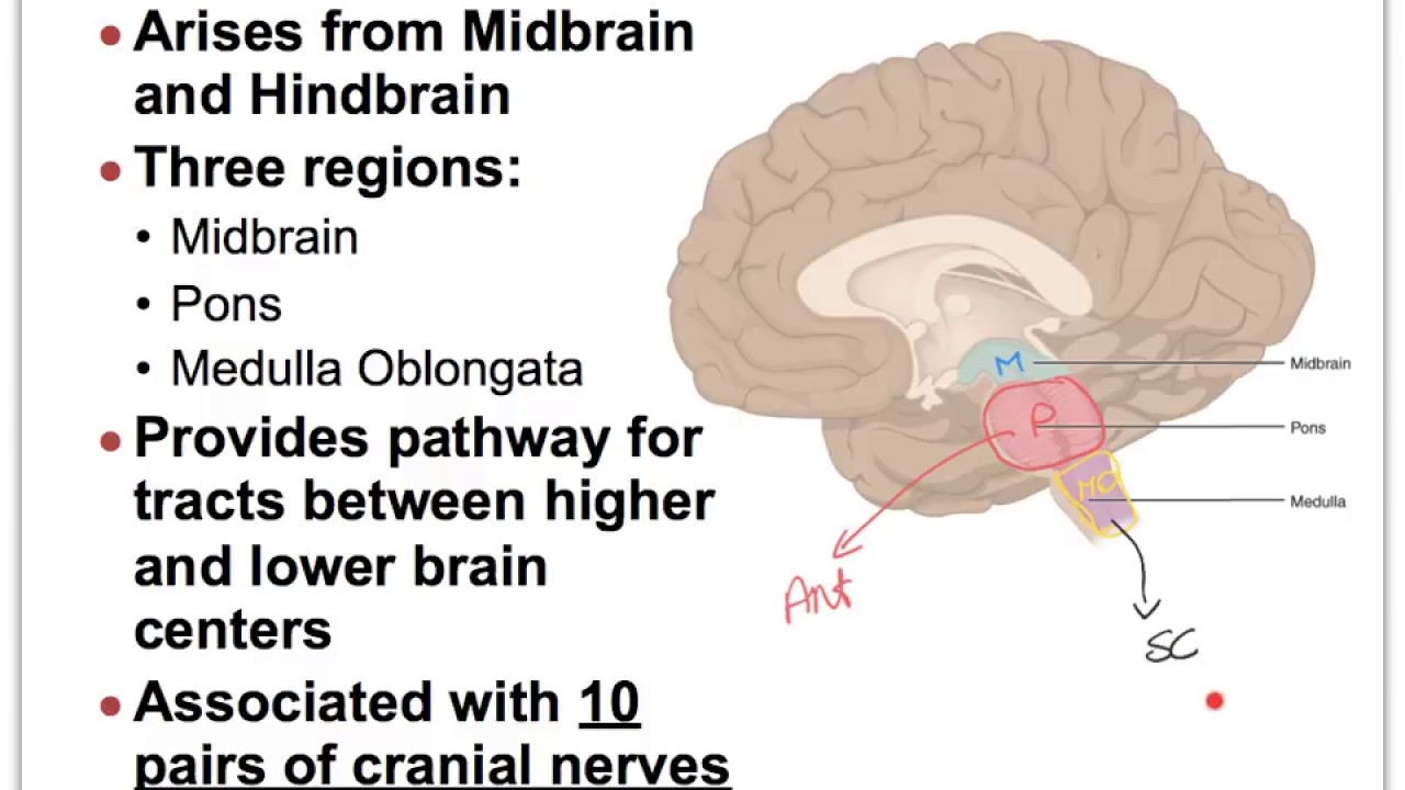 13G NS Brain Brain Stem - YouTube