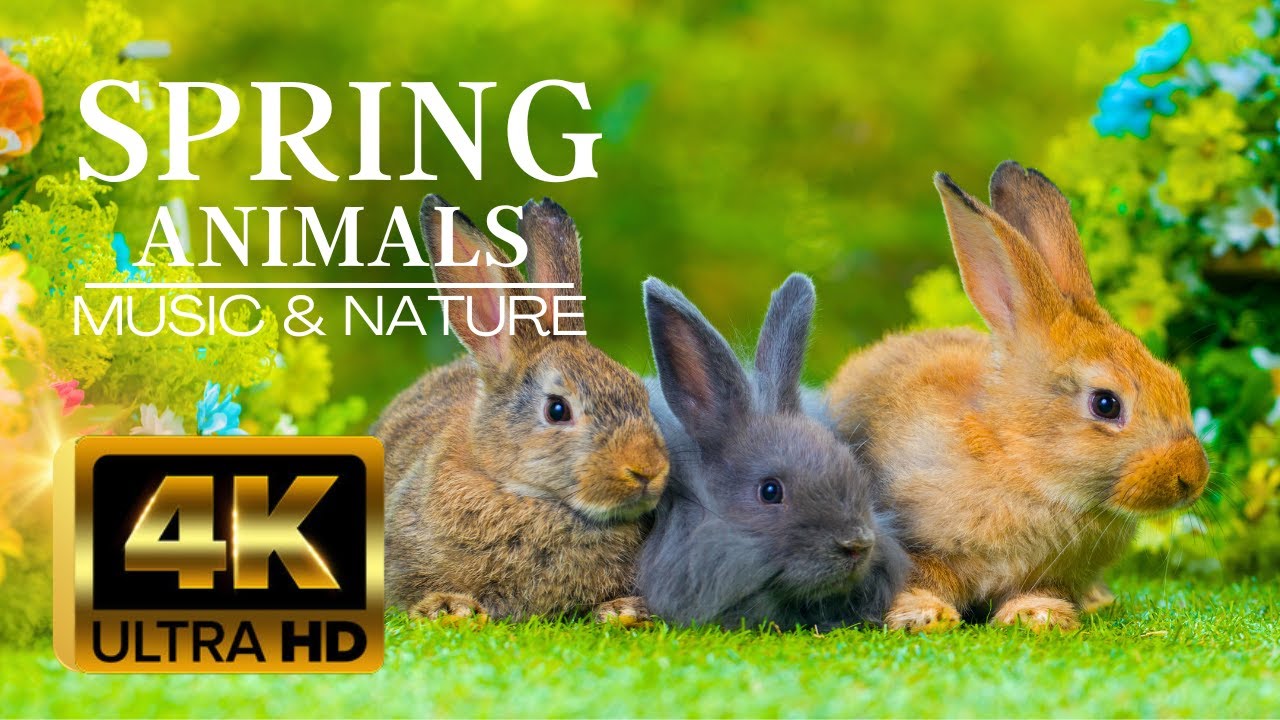 🍃🌺 SPRING ANIMALS With Sounds in 4K | Relaxing Movie & Chill Out Music ...