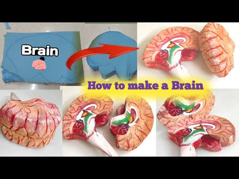 how to make DIY 3D human brain model #scienceproject #brain #3dmodeling ...