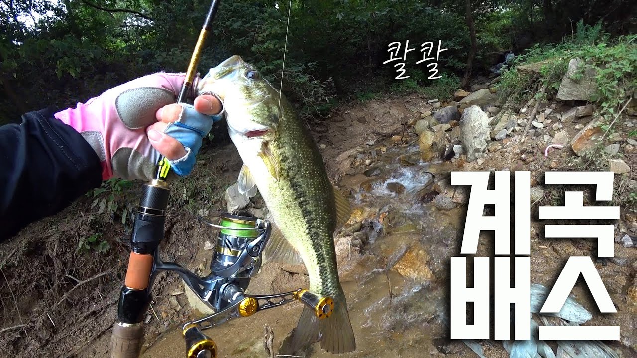 계곡에 배스가? korea bass fishing - YouTube