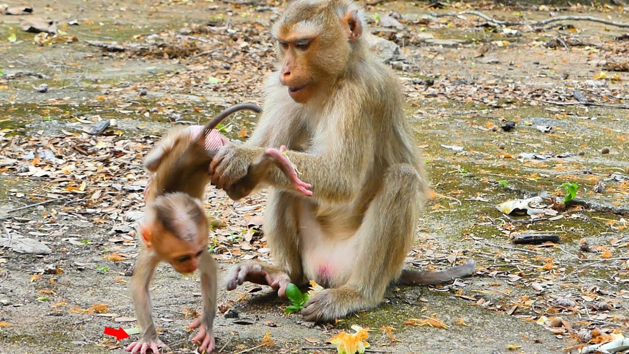 Baby monkey Saro wondering about his mom Sarika action that does like ...