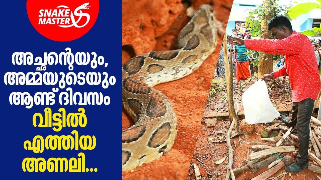 വീട്ടിൽ കൂട്ടിയിട്ടിരുന്ന വിറകുകൾക്കിടയിൽ കണ്ട അണലിയെ പിടികൂടി വാവാ ...