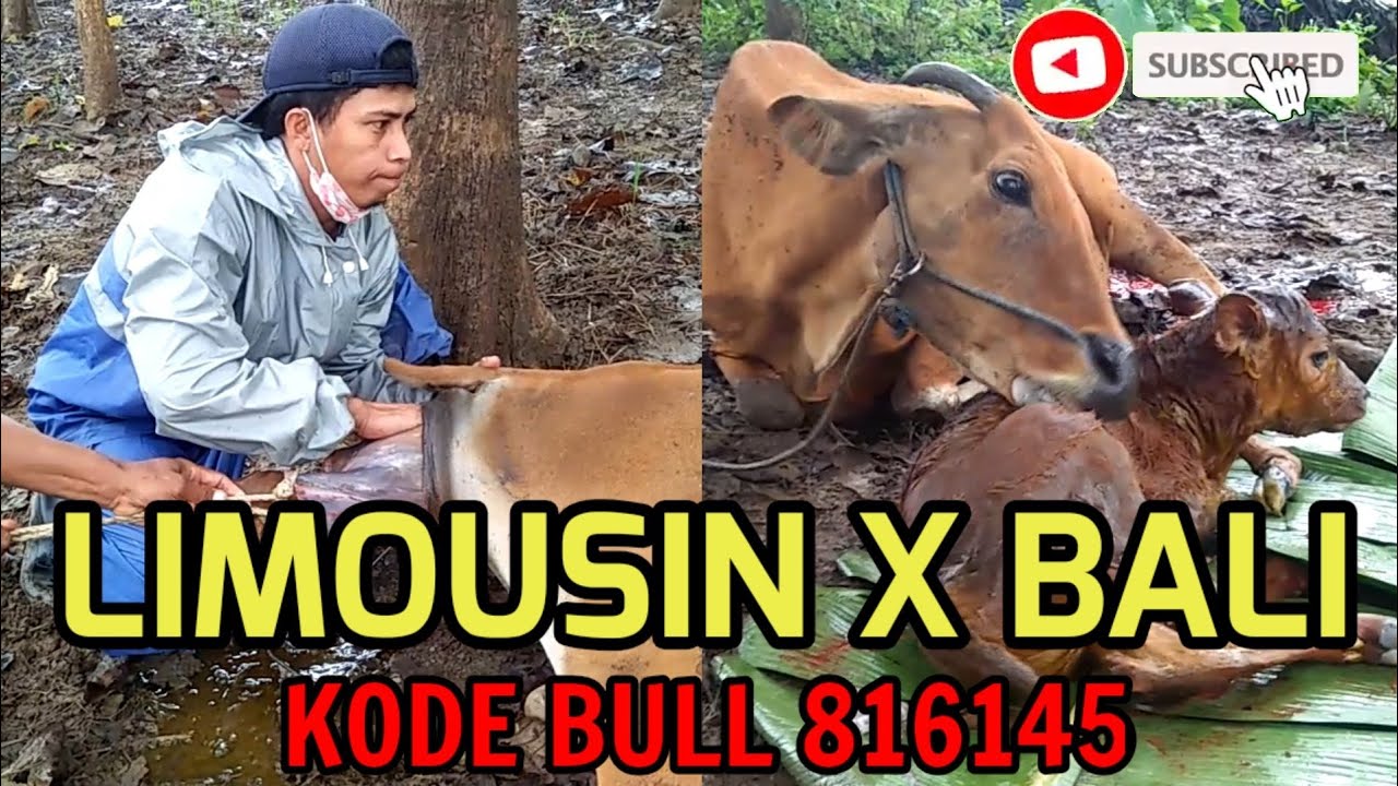Sapi Susah Melahirkan # Limousin x Bali Kode Bull 816145 BBIB Singosari ...