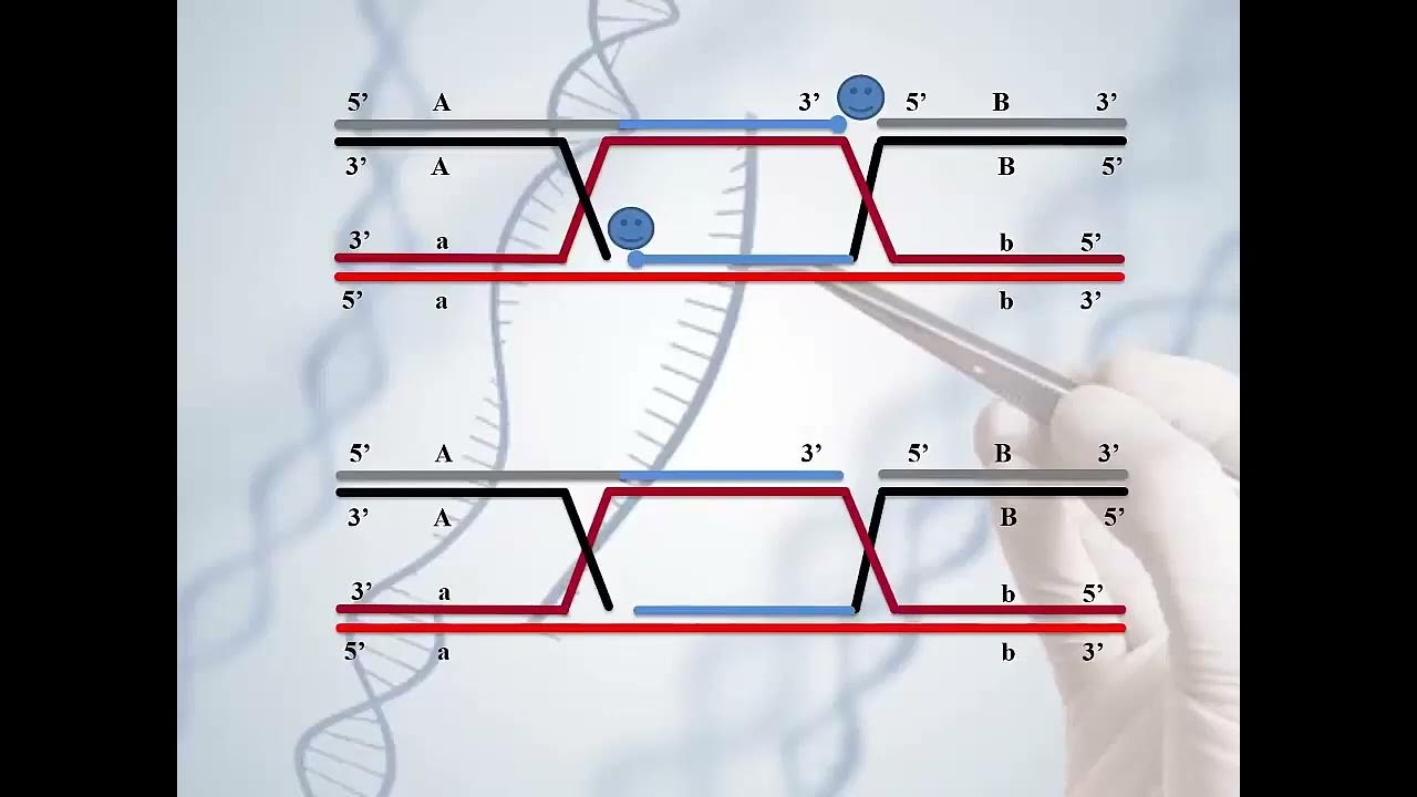 Double Stranded DNA Break DSB Repair Gene conversion via DOUBLE HOLLIDAY JUNCTION, - YouTube