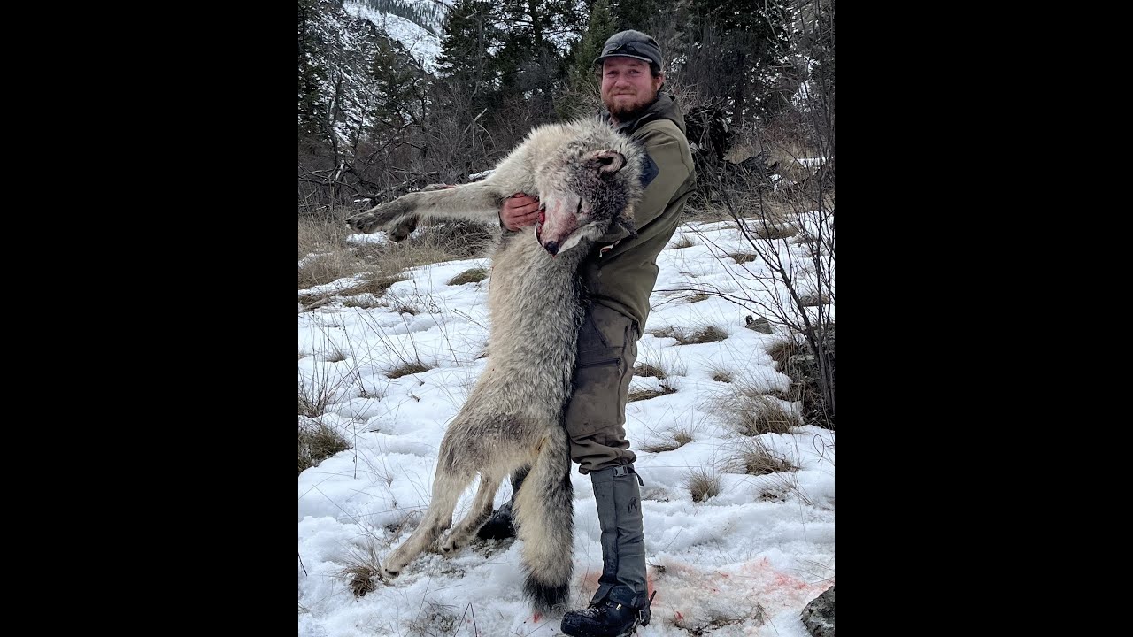 Lion/wolf/bobcat and coyote hunting in the Frank Church Wilderness ...