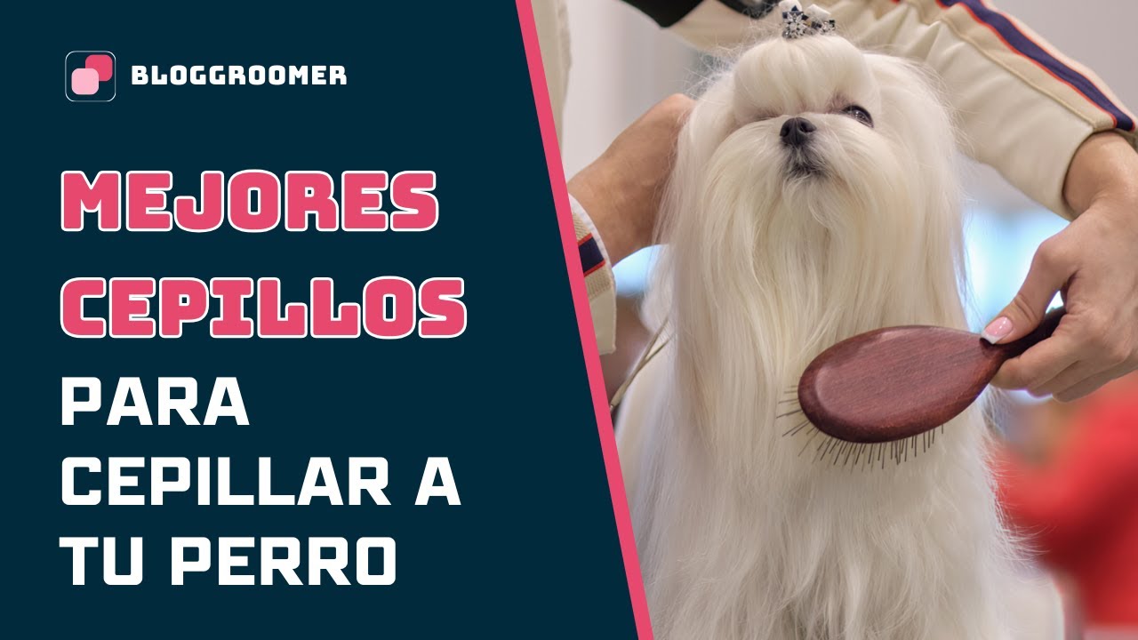 Los Mejores Cepillos y Peines para Cuidar el Pelaje de tu Perro en Casa ...