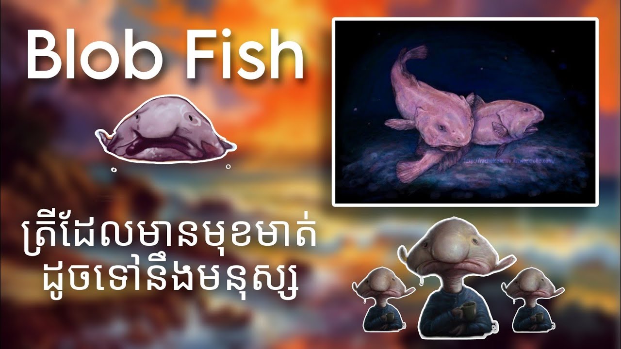 Blob Fish ត្រីដែលមានមុខមាត់ដូចទៅនឹងមនុស្សសម្រាយលម្អិតជាភាសាខ្មែរ - YouTube