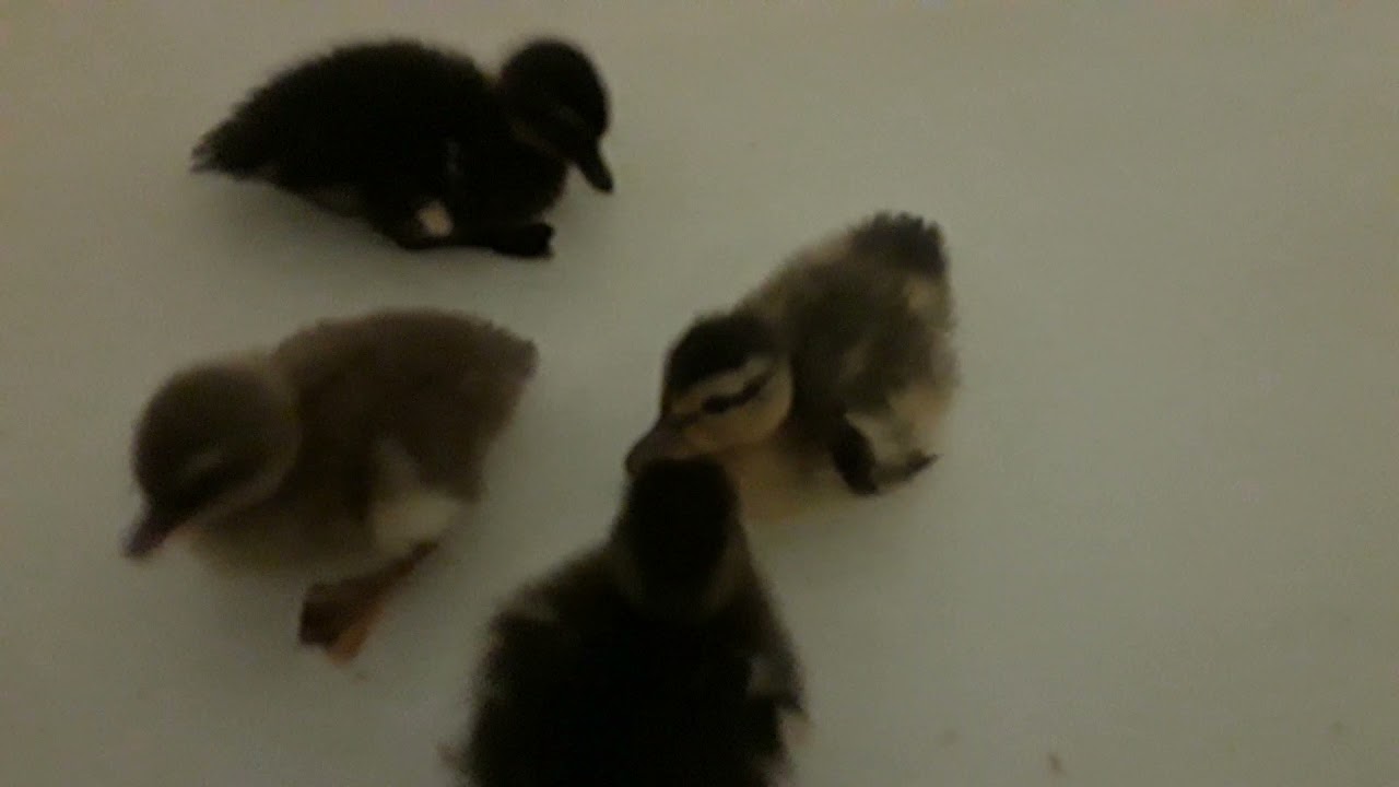 3 day old baby call ducks first swim test. - YouTube