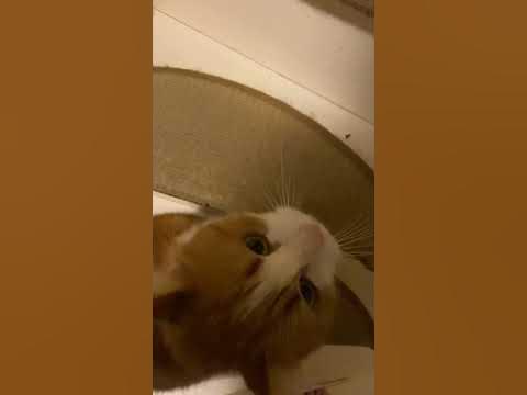 My cat wants attention #cat #cute #happy #shorts - YouTube