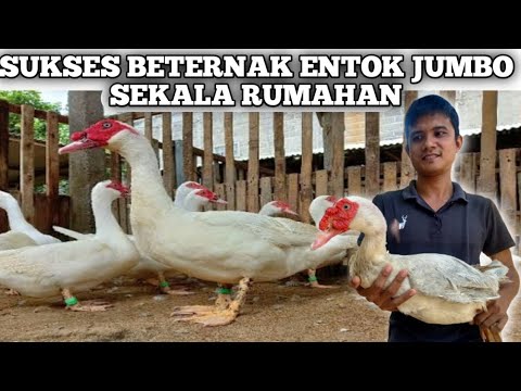beternak entok jenis jumbo untung jauh lebih besar di banding dengan ...