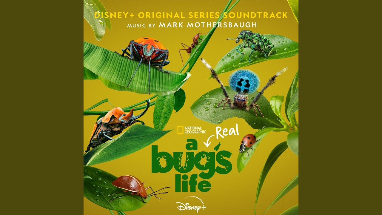 Bee Babies - YouTube