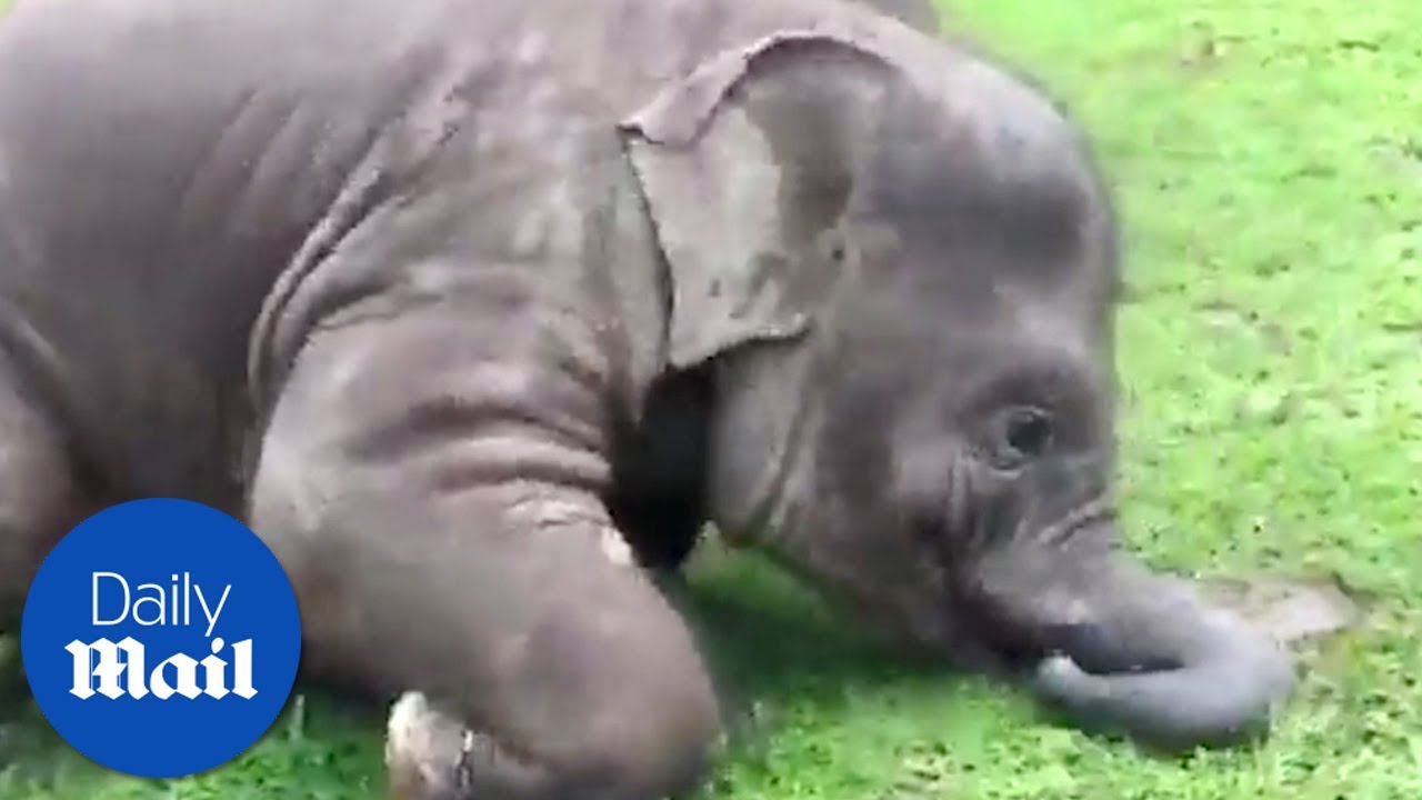 Baby elephants are so clumsy! - Daily Mail - YouTube