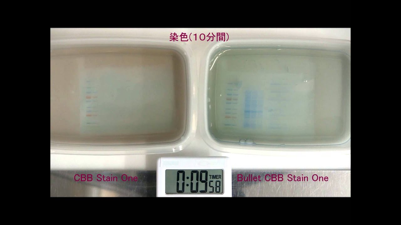 Bullet CBB Stain One ～1ステップ、15分間の高速CBB染色～ - YouTube