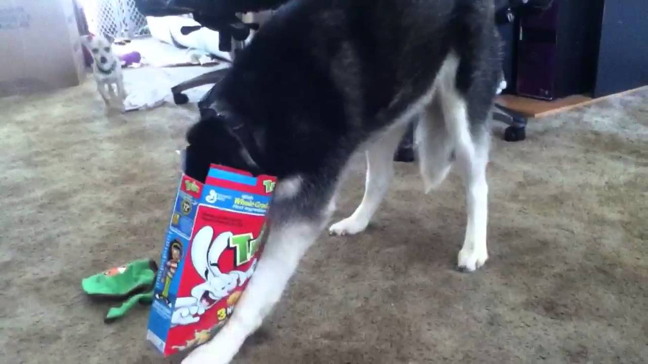 April fools prank for dogs - YouTube