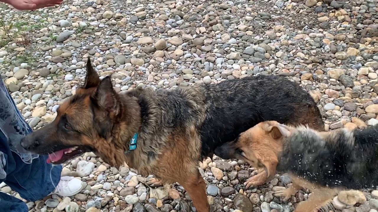 Perro sacudiendose - YouTube