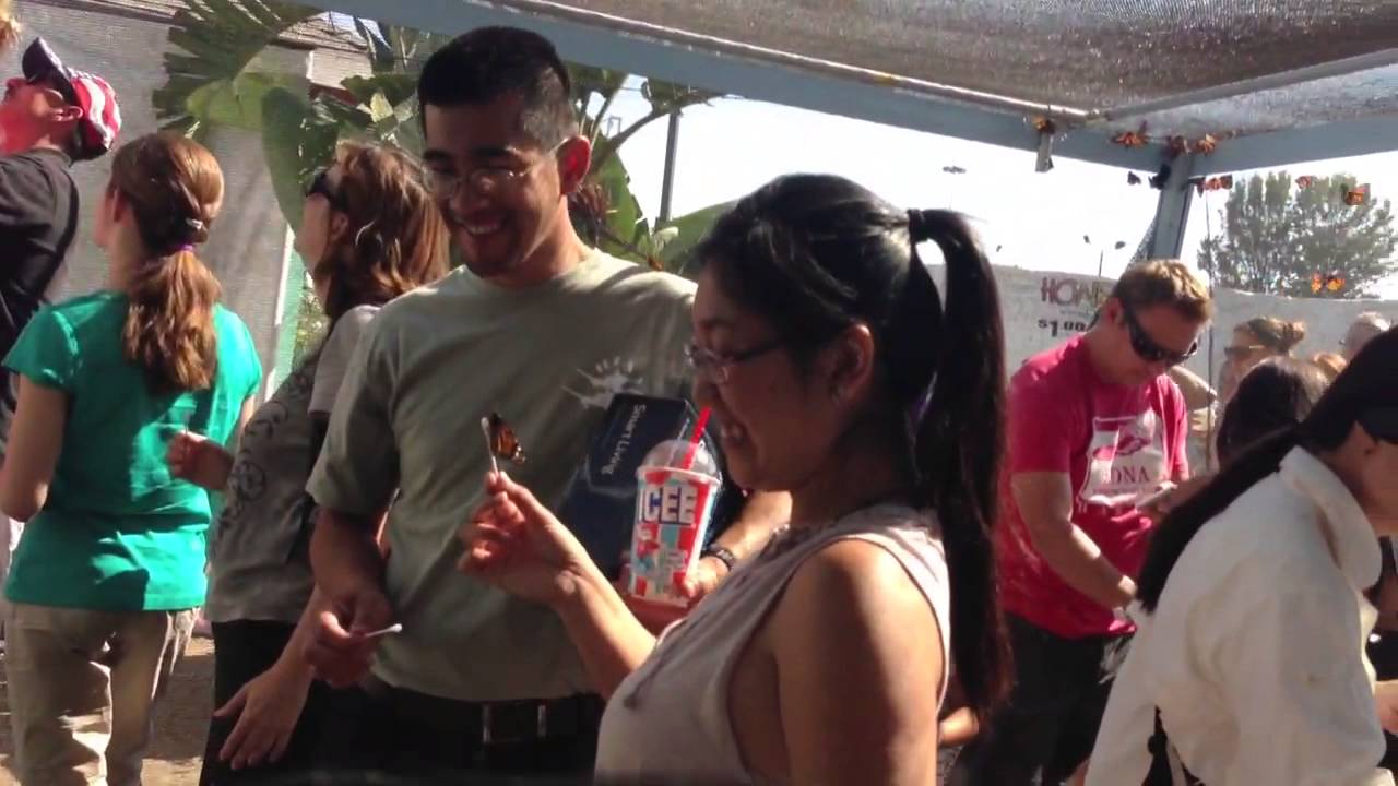 Butterflies @ oc fair - YouTube