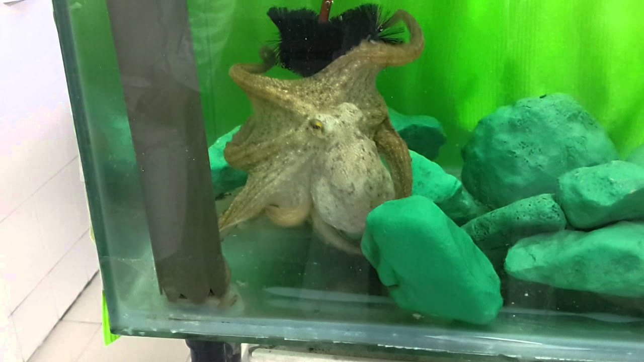 Octopus in Green Surroundings Changes Colour and Texture - YouTube