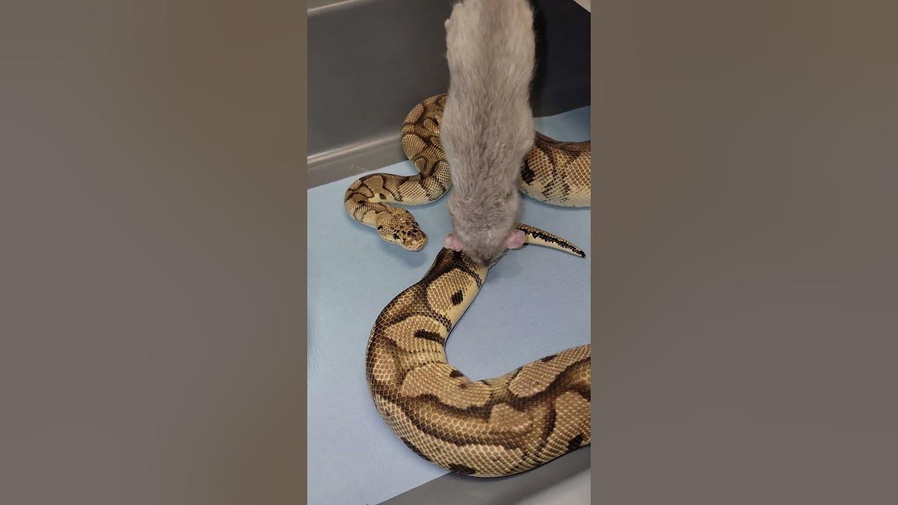 Beautiful Python Feeding - YouTube