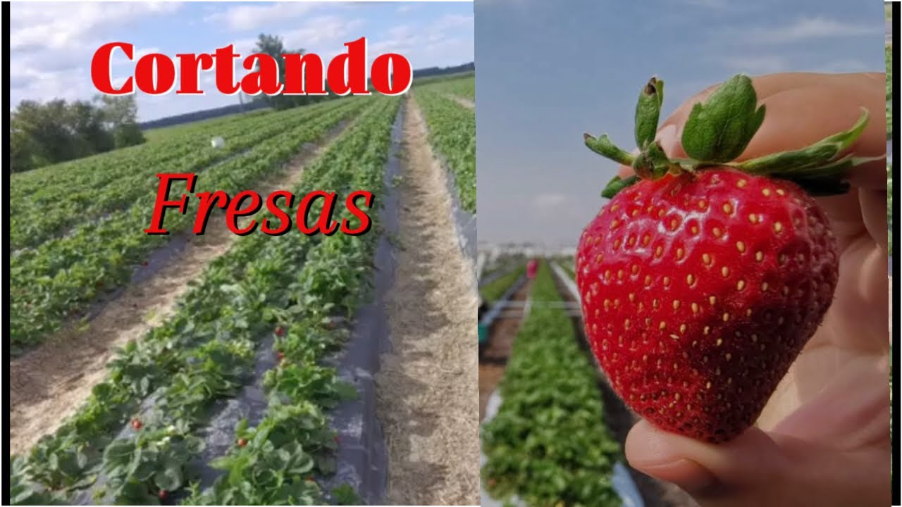 Cortando fresas - YouTube