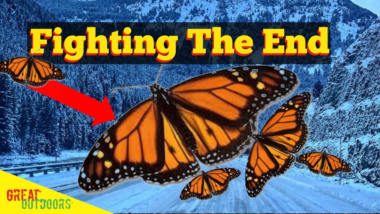 Storm of Disaster for Monarch Butterflies: The Threat of Losing ...