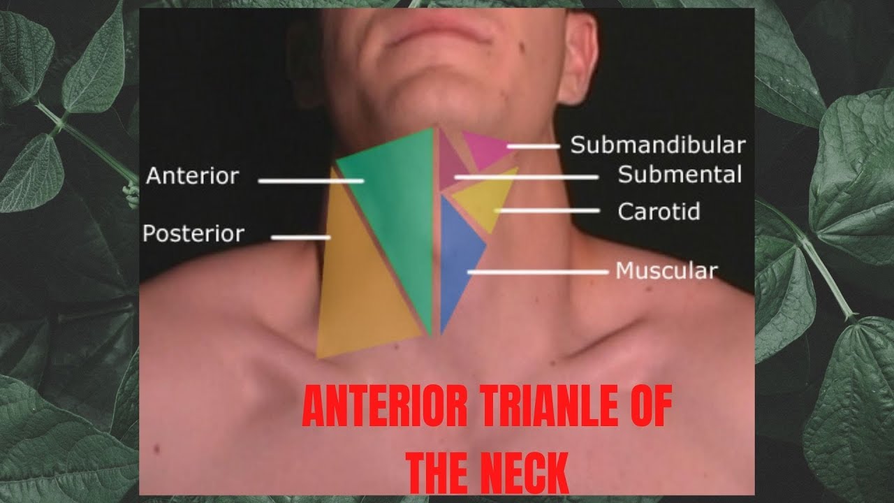 Ante triangles of Neck MBBS - YouTube