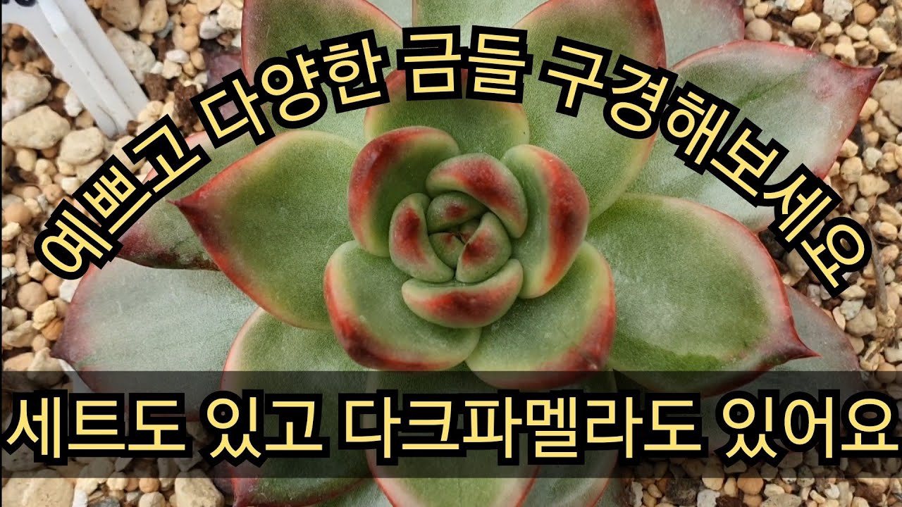 10월 20일 아카이썬다크파멜라금모듬 세트까지 다양하고 저렴하게 구성했어요 다육 다육식물 다육이 다육이키우기