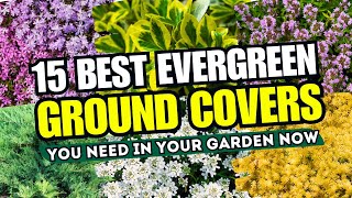 Creeping Evergreen Ground Cover Ideas 11 Edible Ground Cover Plants