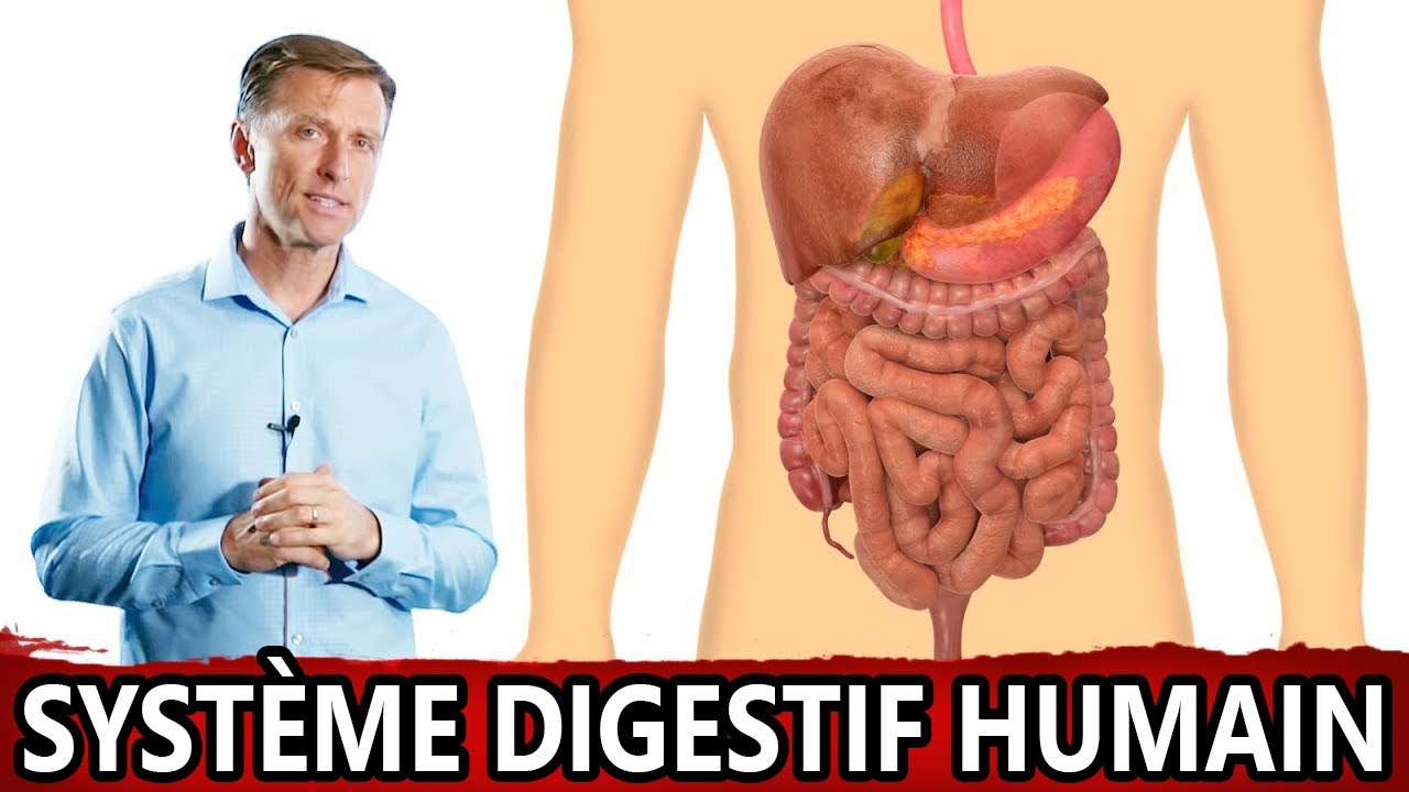 Comment fonctionne le système digestif humain ? Dr Eric Berg - YouTube