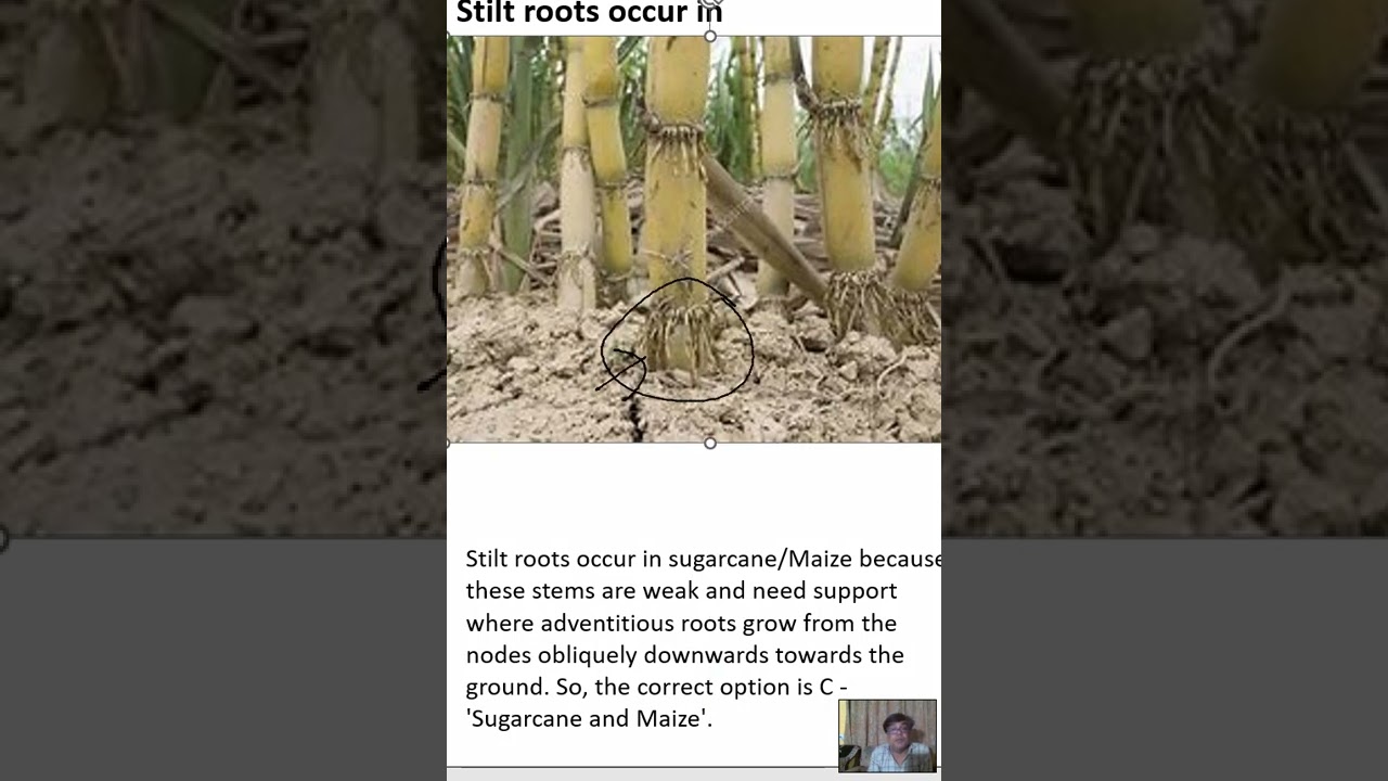 Stilt Root Of Sugarcane