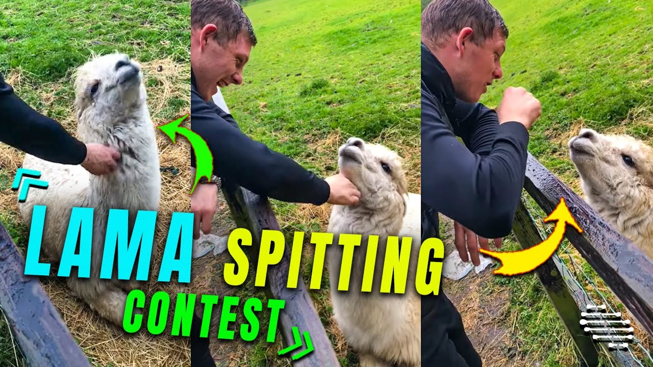 Lama Starts a Spitting Contest - YouTube