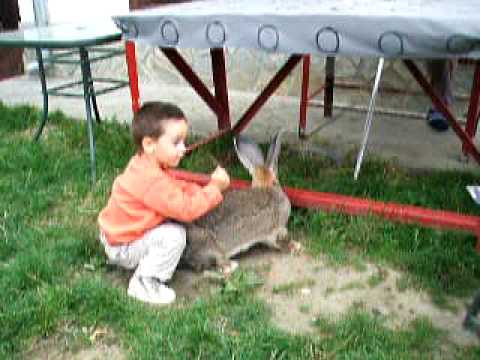 bunny,rabbit,iepure,belgian,pet,funny,geant flandre,lapin - YouTube