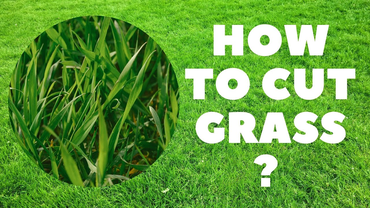 How To Cut Grass | How To Everyday | - YouTube