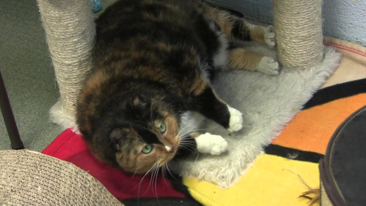 COM4343 Jennifer Pascale- Guilford County Animal Shelter - YouTube