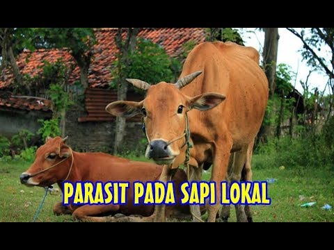 Parasit Pada Hewan Ternak Sapi 🐂🐄 - YouTube