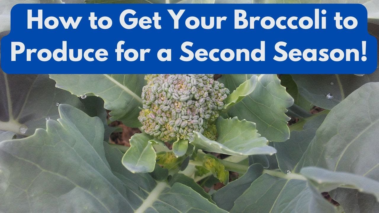 How to Get Your Broccoli to Produce for a Second Season! - YouTube