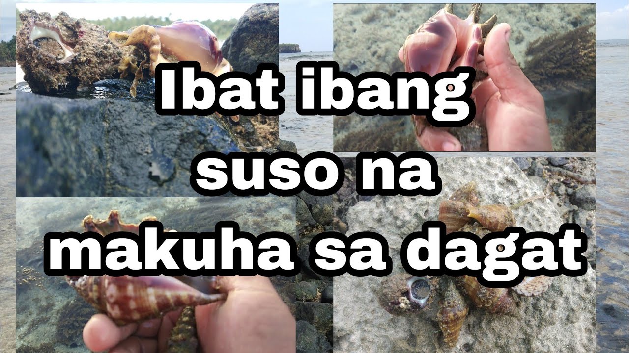 Sea snail|suso na napupulot ko sa dagat ibat ibang klase ng suso ...