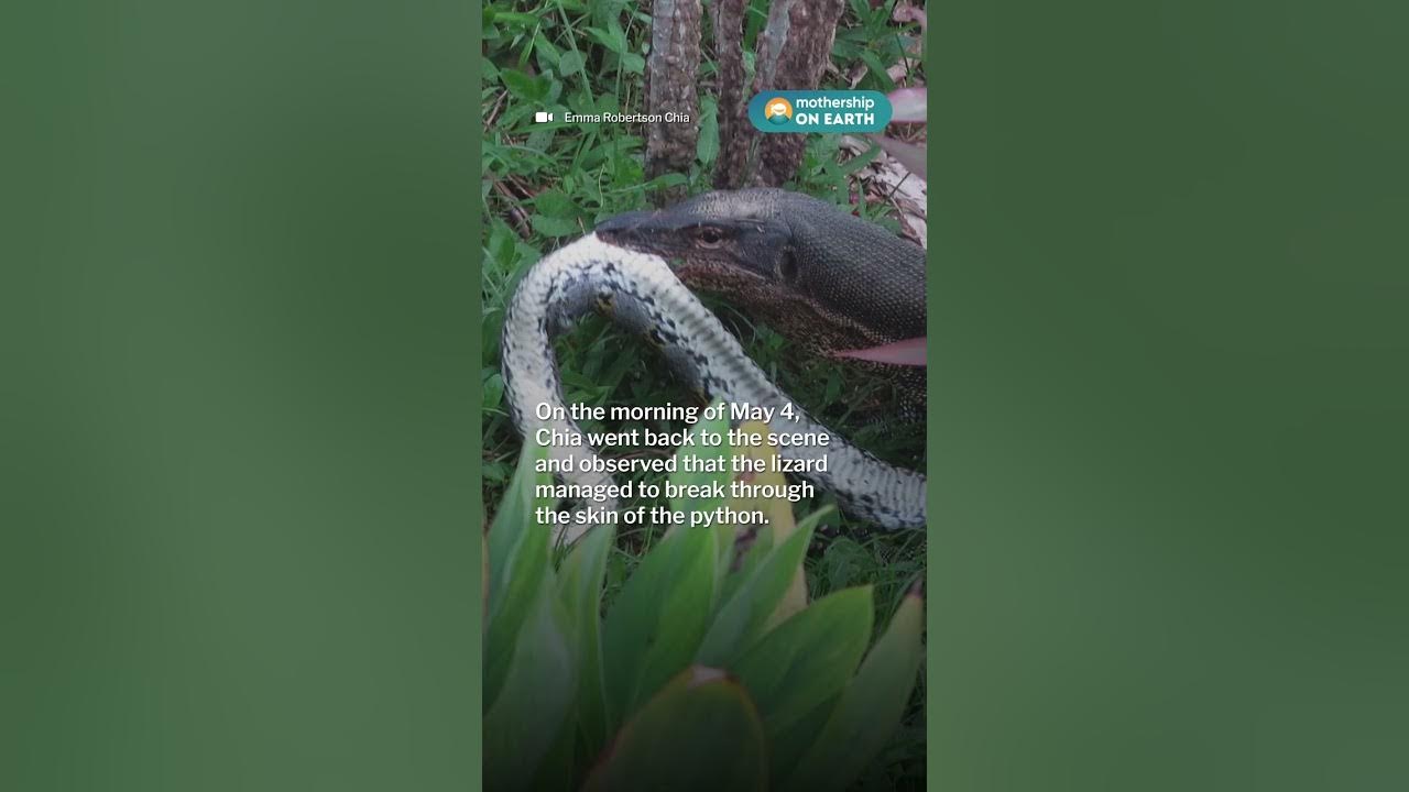 Monitor lizard eating & regurgitating large python in Potong Pasir ...