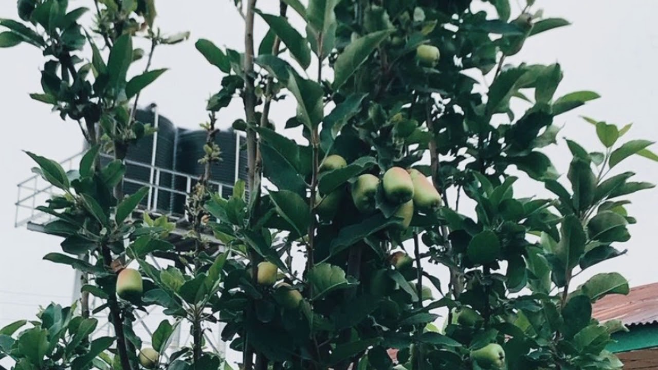 Grow Apples In Jos Nigeria YouTube grow-apples-in-jos-nigeria-youtube