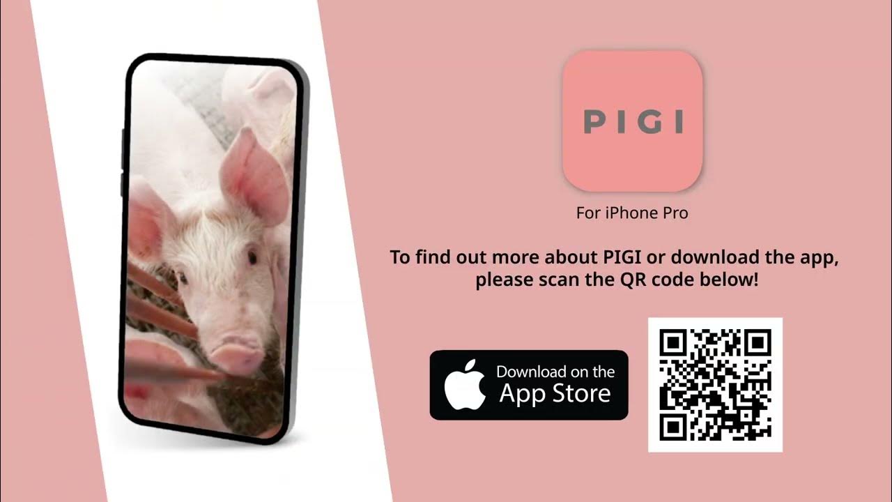 PIGI「How would you go about weighing a PIGI?」｜The Pig-Weighing AI Camera for Pig Farmers - YouTube