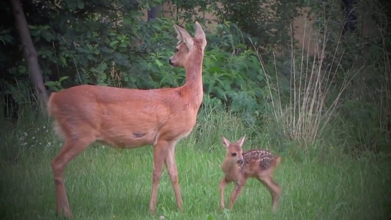 Srna i lane - love deer and lover's love - YouTube