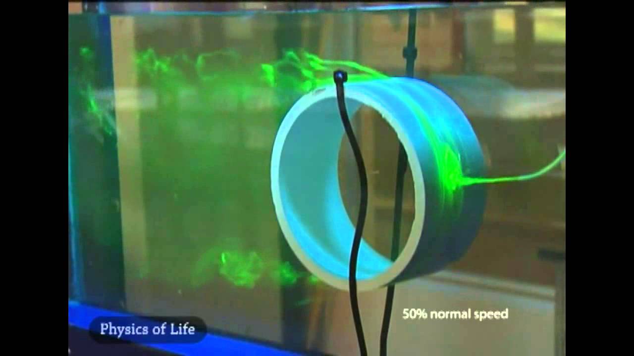 Physics of Life - Reynolds number and flow around objects - YouTube