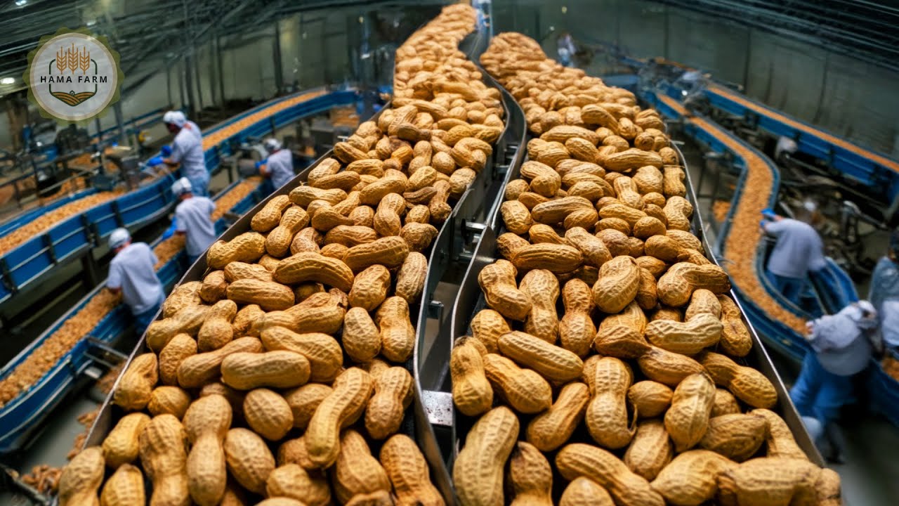 How to Process Millions of Tons of Peanuts for Peanut Butter In A ...