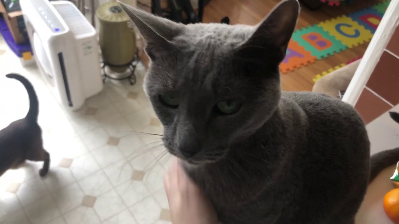 Family time with the cats - YouTube